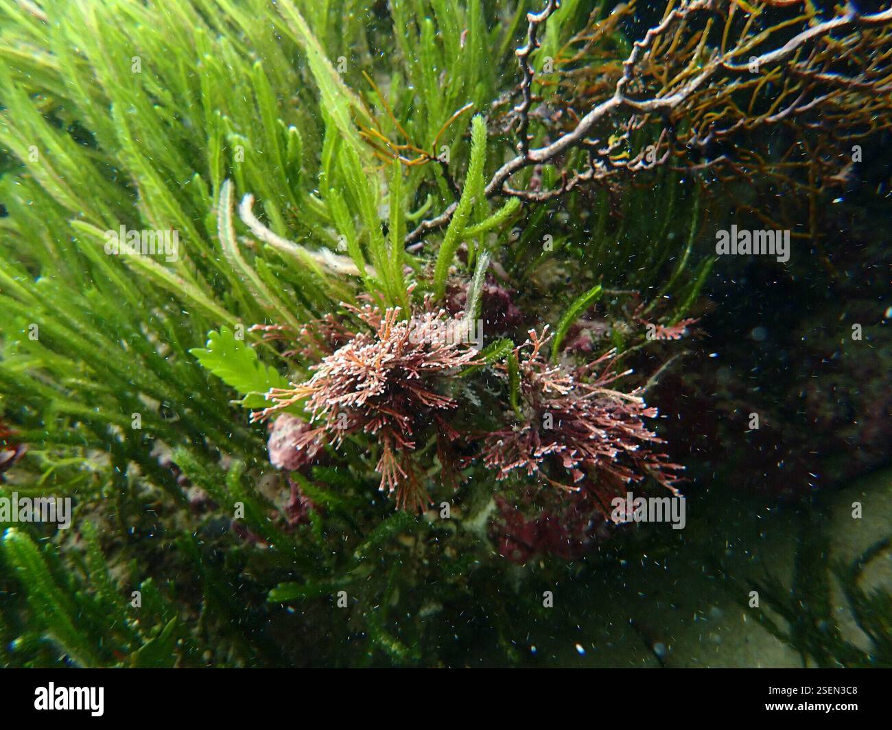Red Coralline Algae (Jania), Plantae, Queenscliffe, Port Phillip Heads ...