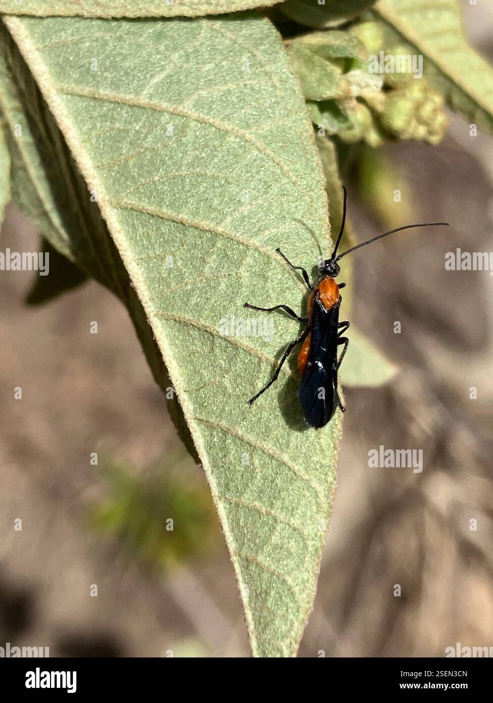 Braconid Wasps (Braconidae), Insecta, Saint Peter, MS Stock Photo - Alamy