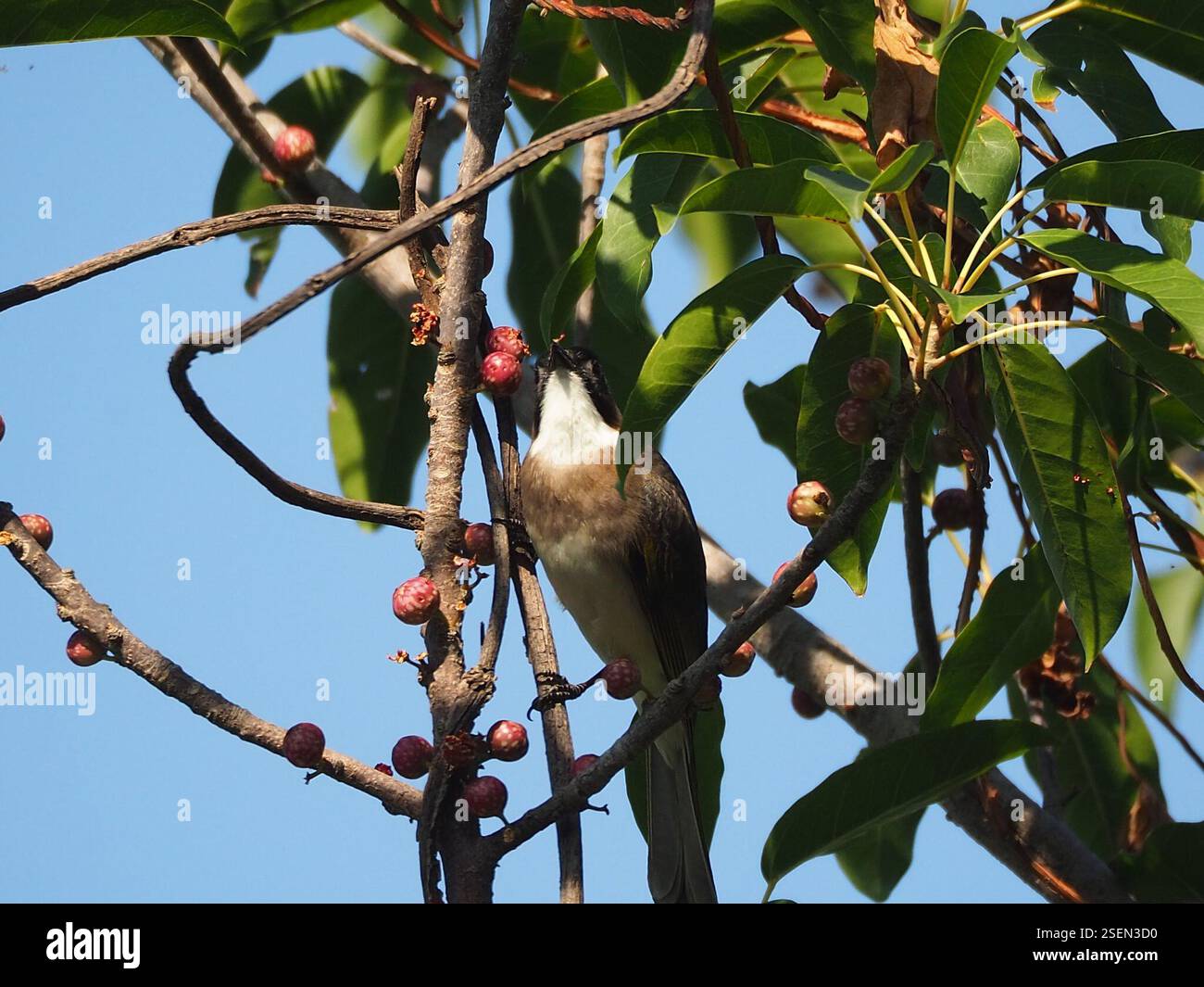 Taiwan Bulbul (Pycnonotus sinensis formosae), Aves, 台灣高雄市鼓山區高雄 Stock ...