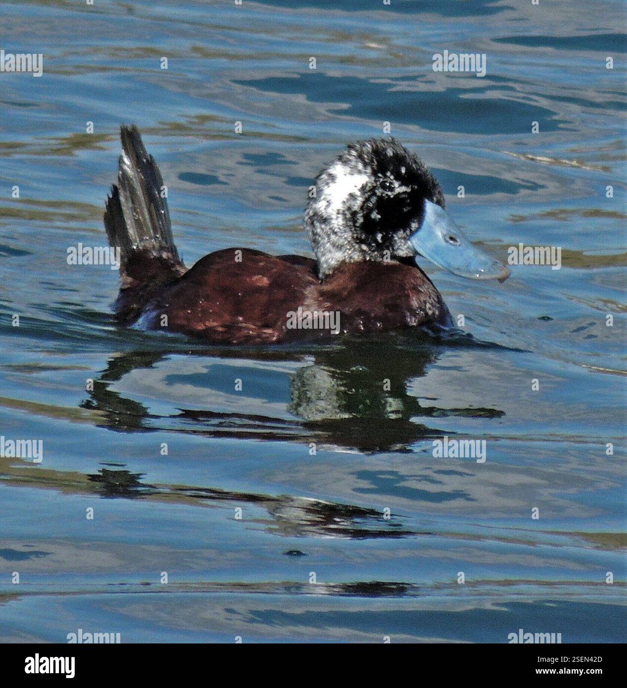 Andean Duck (Oxyura ferruginea), Aves, Lago Argentino, AR-SC, AR Stock ...