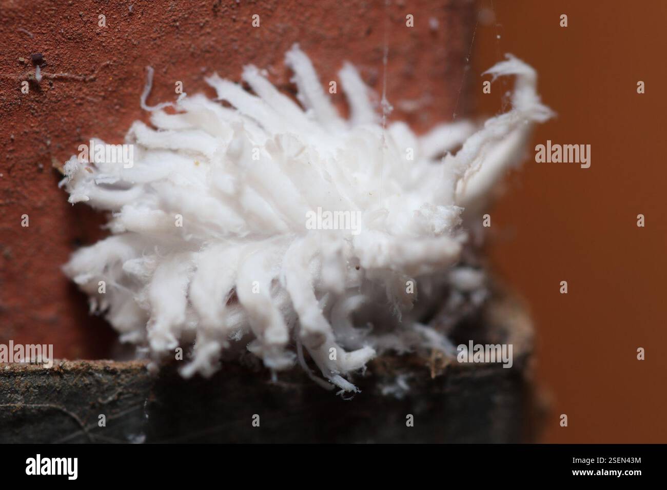 Winged and Once-winged Insects (Pterygota), Insecta, Araçariguama, SP ...