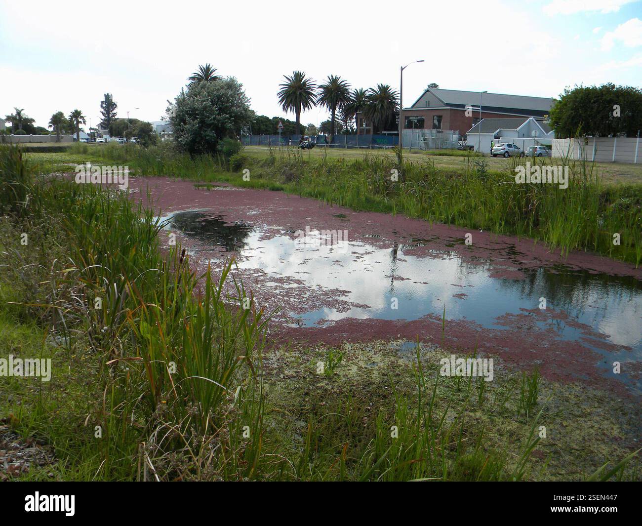 water fern (Azolla filiculoides), Plantae, Kirstenhof, Cape Town, 7945 ...