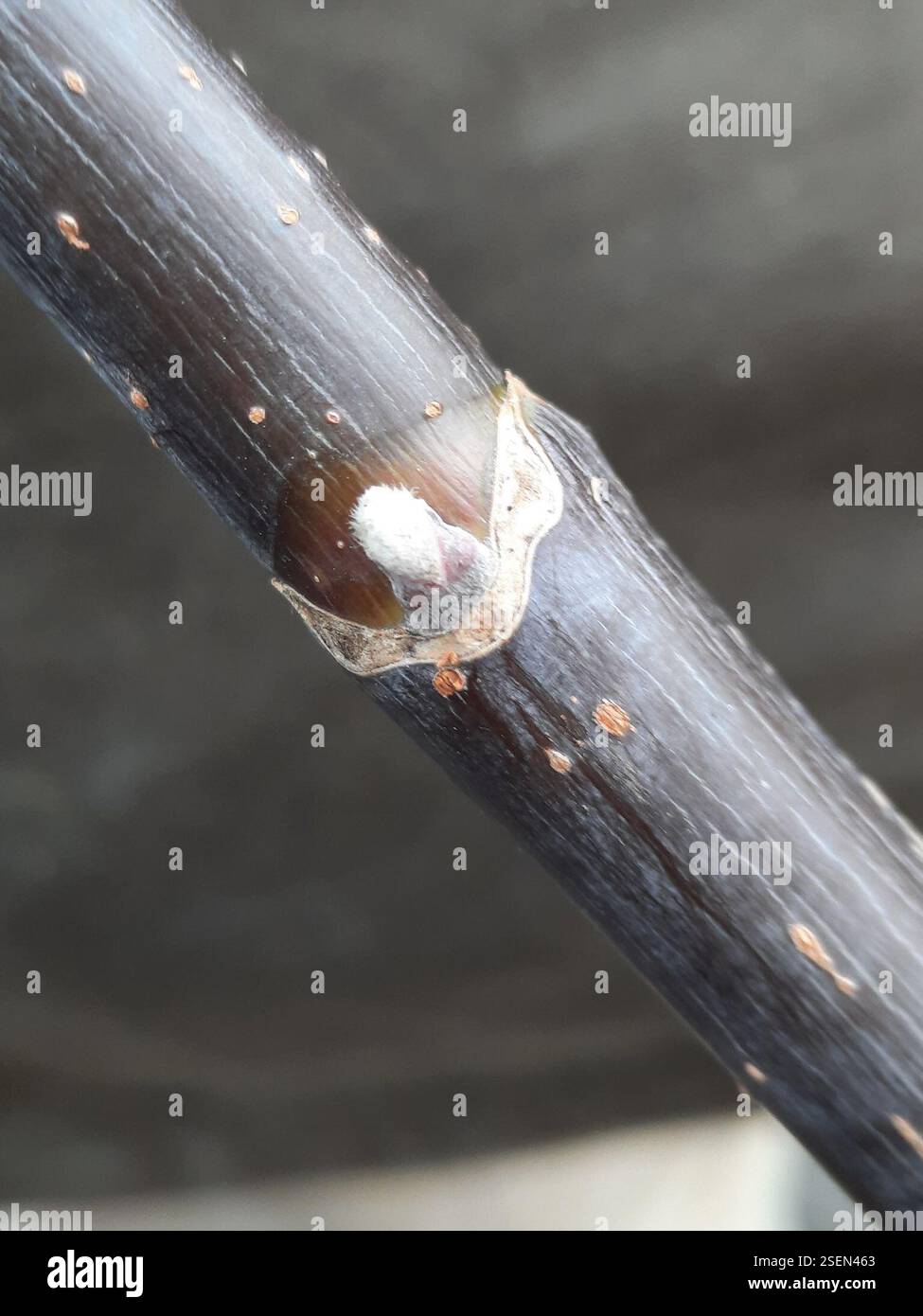 box elder (Acer negundo), Plantae, The Bronx, NY 10467, USA, Leaf scars almost meet, purple ...