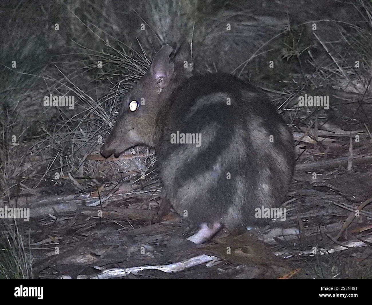 Eastern Barred Bandicoot (Perameles gunnii), Mammalia, Hobart TAS ...