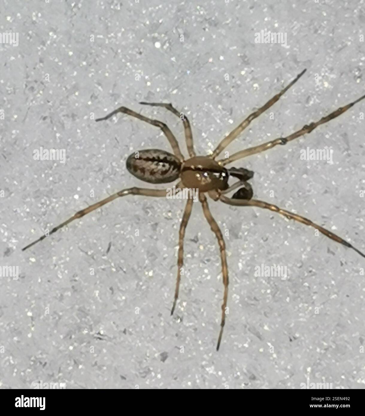 Horse-Head Spider (Stemonyphantes lineatus), Arachnida, 31160 Urjala ...