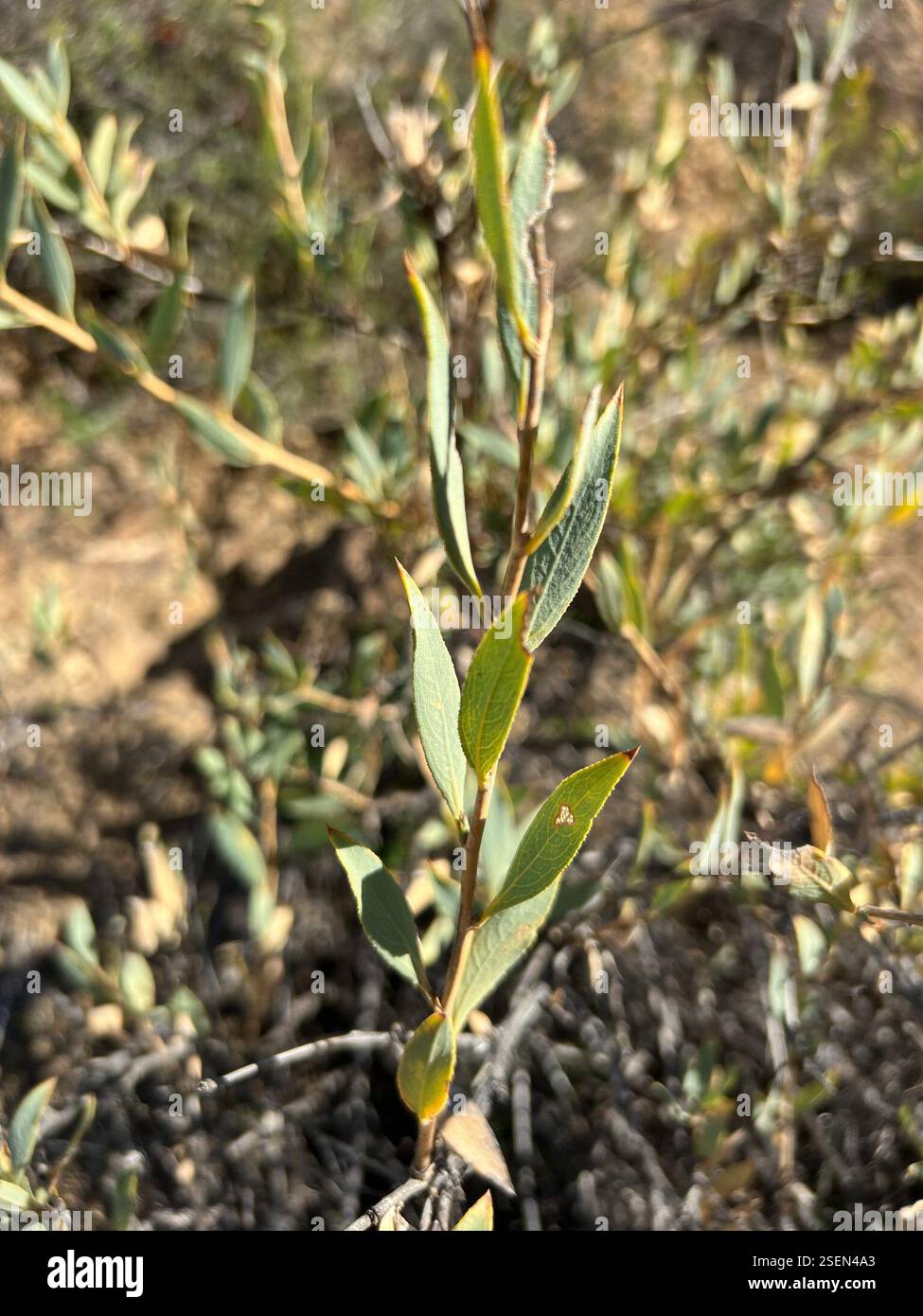 Bush Poppy (Dendromecon rigida), Plantae, Riverside County, CA, USA ...