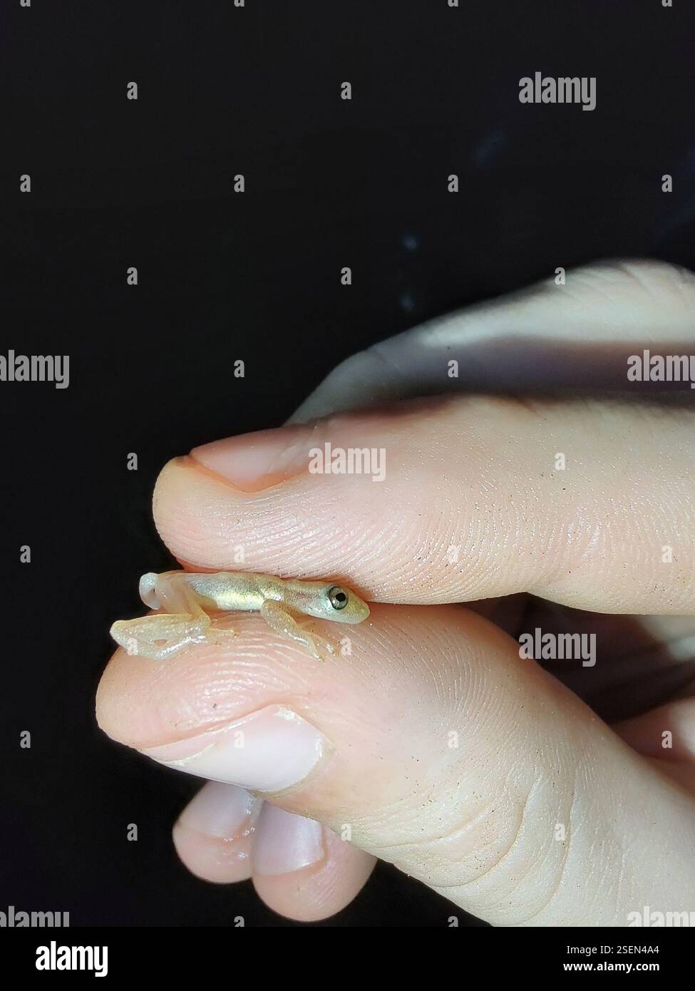 Lesser Tree Frog (Dendropsophus minutus), Amphibia, Rodovia BR 290 ...