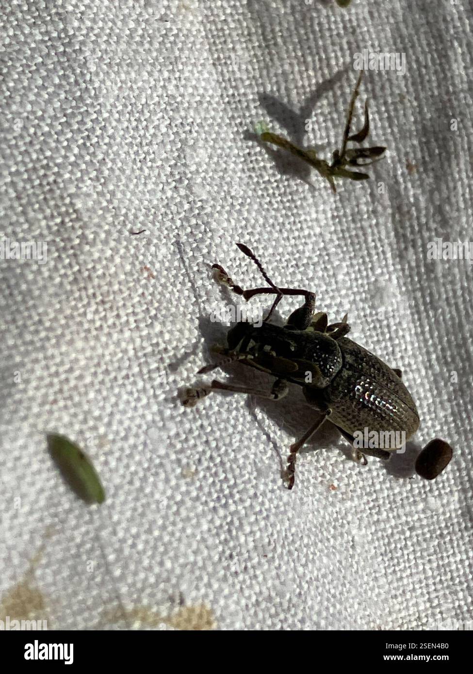 (Diaprepes famelicus), Insecta, Saint Anthon, MS Stock Photo - Alamy