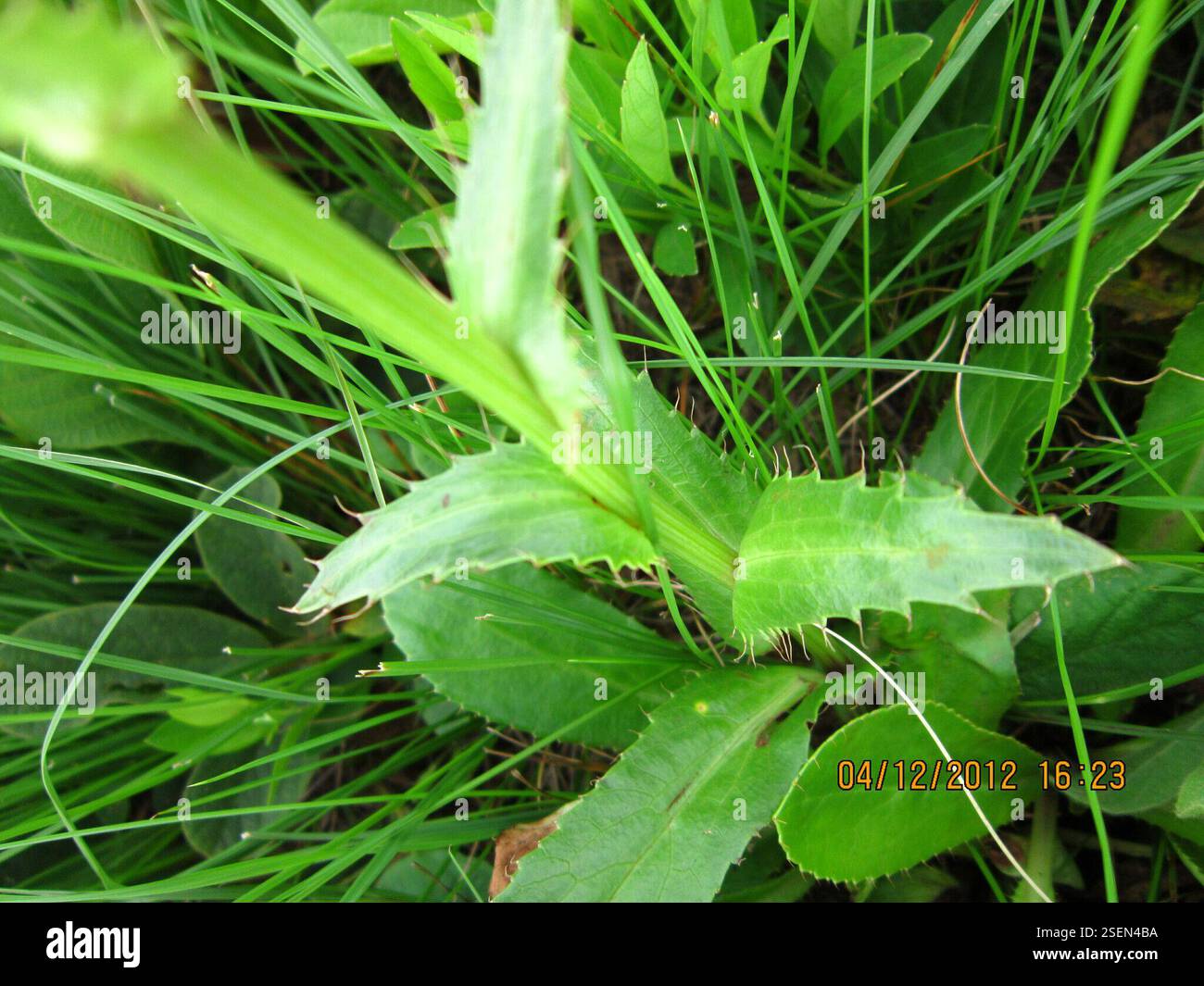 Fivefive Ministar (Alepidea peduncularis), Plantae, uMgungundlovu ...