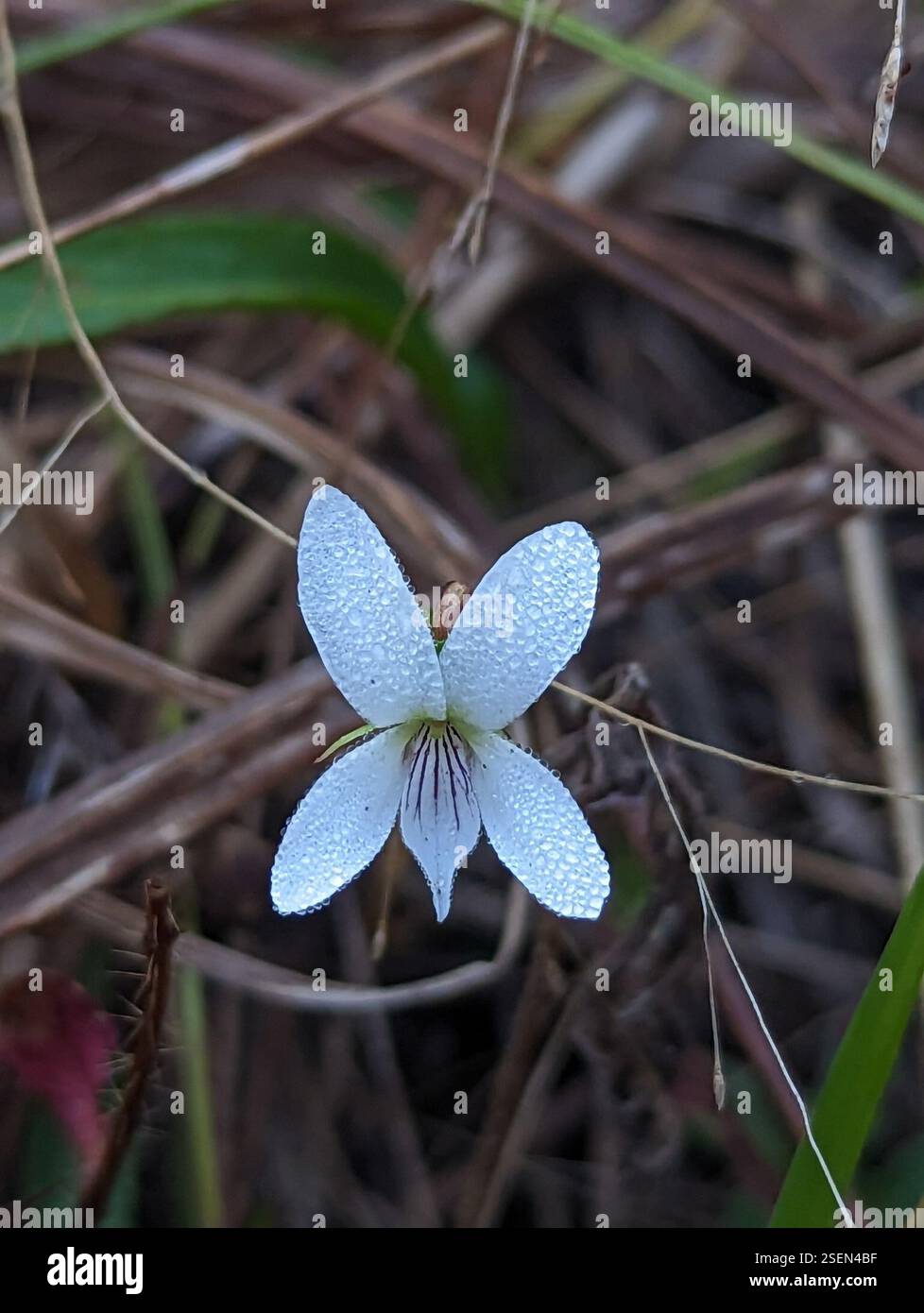 Southern Water Violet (Viola vittata), Plantae, DeLand, FL 32724, USA ...