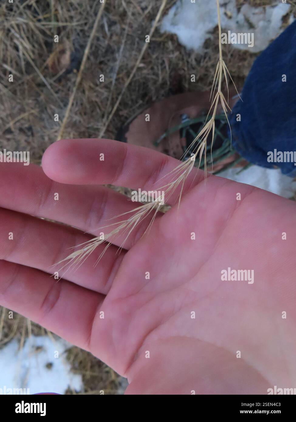 Wild Ryes and Wheatgrasses (Elymus), Plantae, Custer County, SD, USA ...