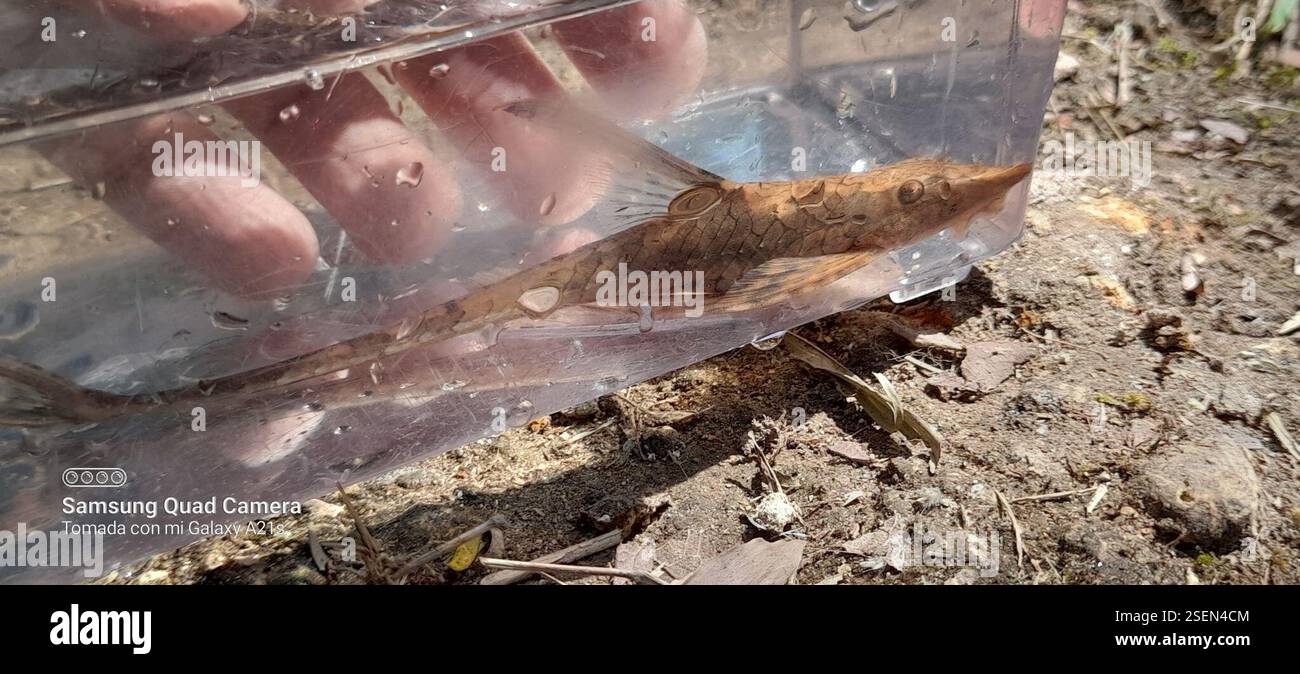 Royal Farlowella Catfish (Sturisomatichthys panamensis), Actinopterygii ...