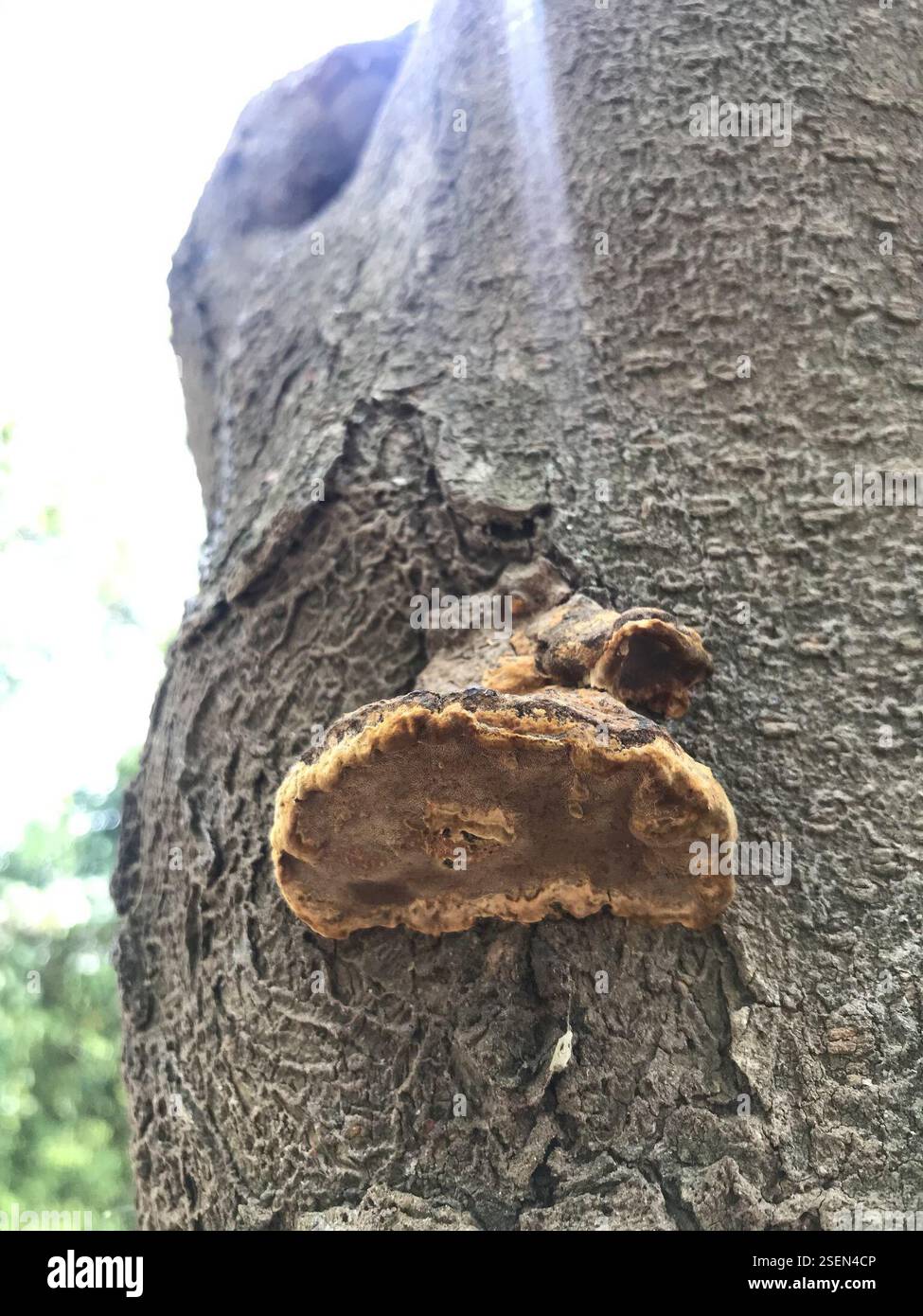 (Hymenochaetales), Fungi, Selva Negra, Villa General Belgrano, Córdoba ...