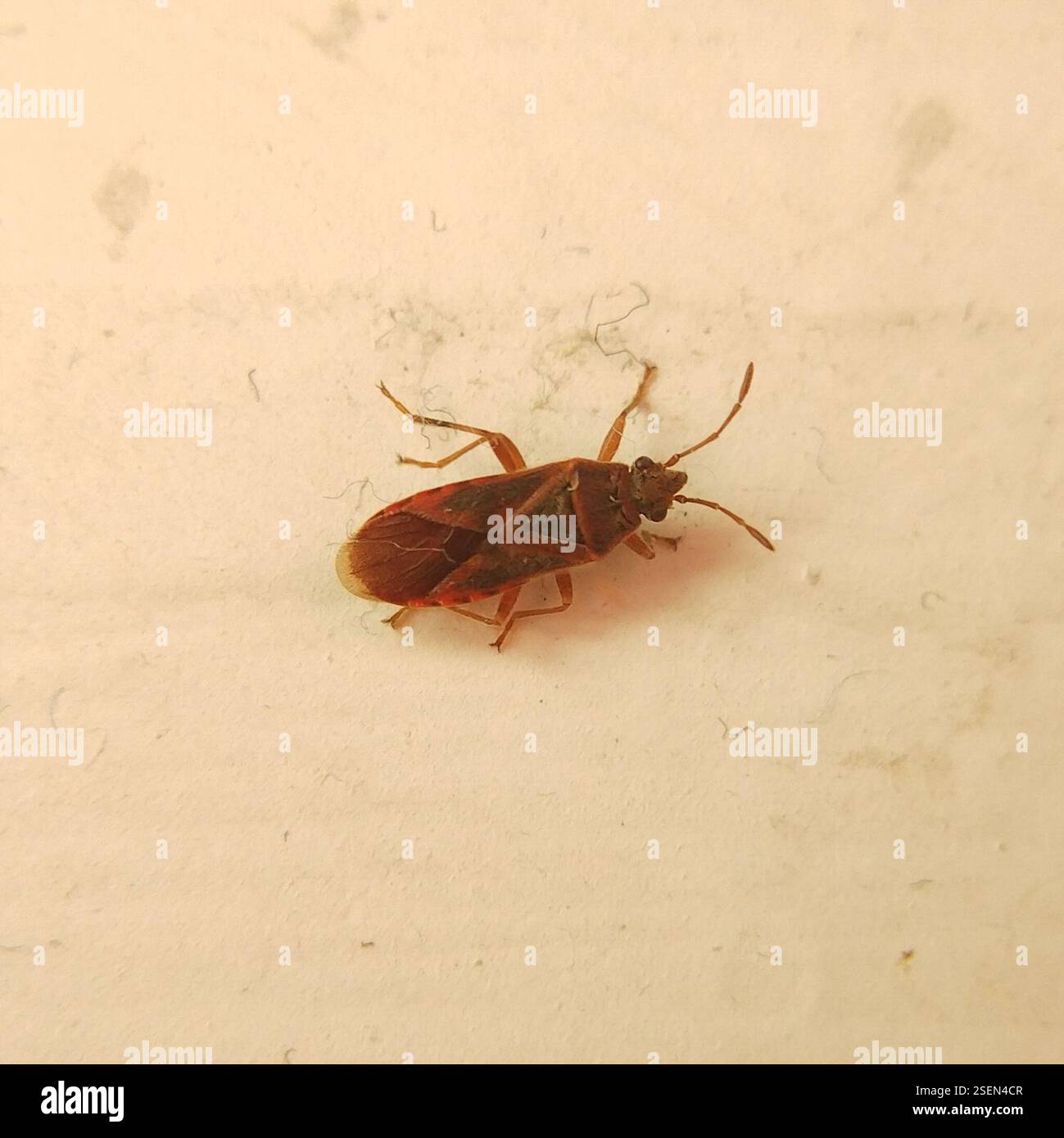 plane groundbug (Arocatus longiceps), Insecta, 1756 Sofia, Bulgaria ...