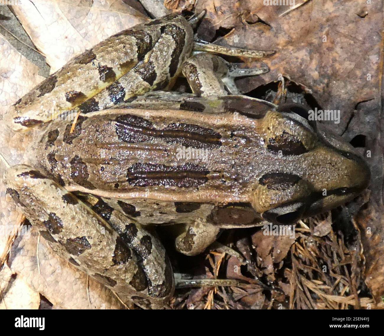 Southern Leopard Frog (Lithobates sphenocephalus), Amphibia, River Rd ...