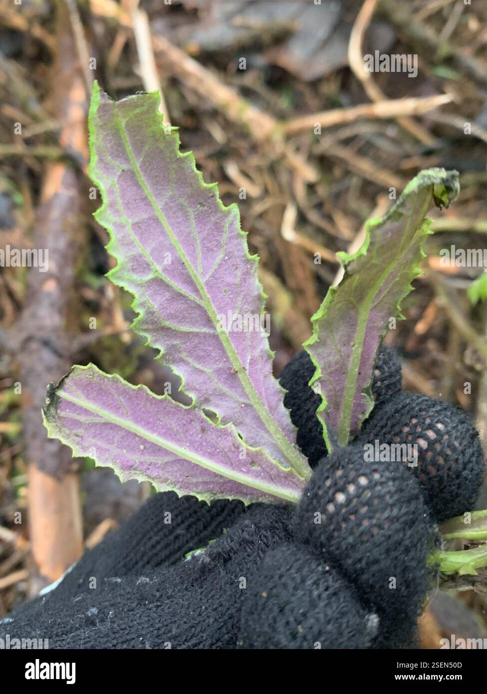 coastal burnweed (Senecio minimus), Plantae, Neptune State Park ...