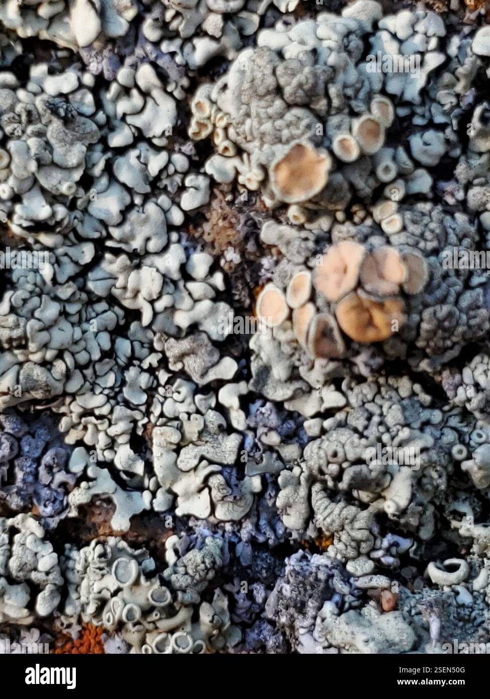 Orange Rock Posy (Rhizoplaca chrysoleuca), Fungi, Fergus, Montana ...