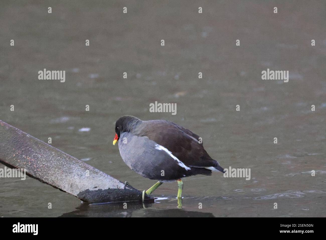 Common Moorhen (Gallinula chloropus), Aves, Sefton Park, Mossley Hill ...