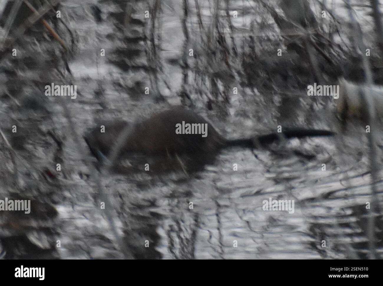 American Beaver (Castor canadensis), Mammalia, Keystone at the Crossing ...