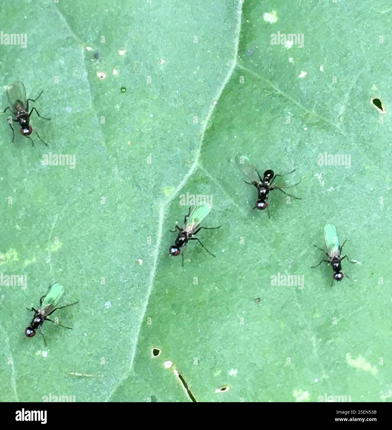 Black Scavenger Flies (Sepsidae), Insecta, Variante Tabio - Tenjo ...