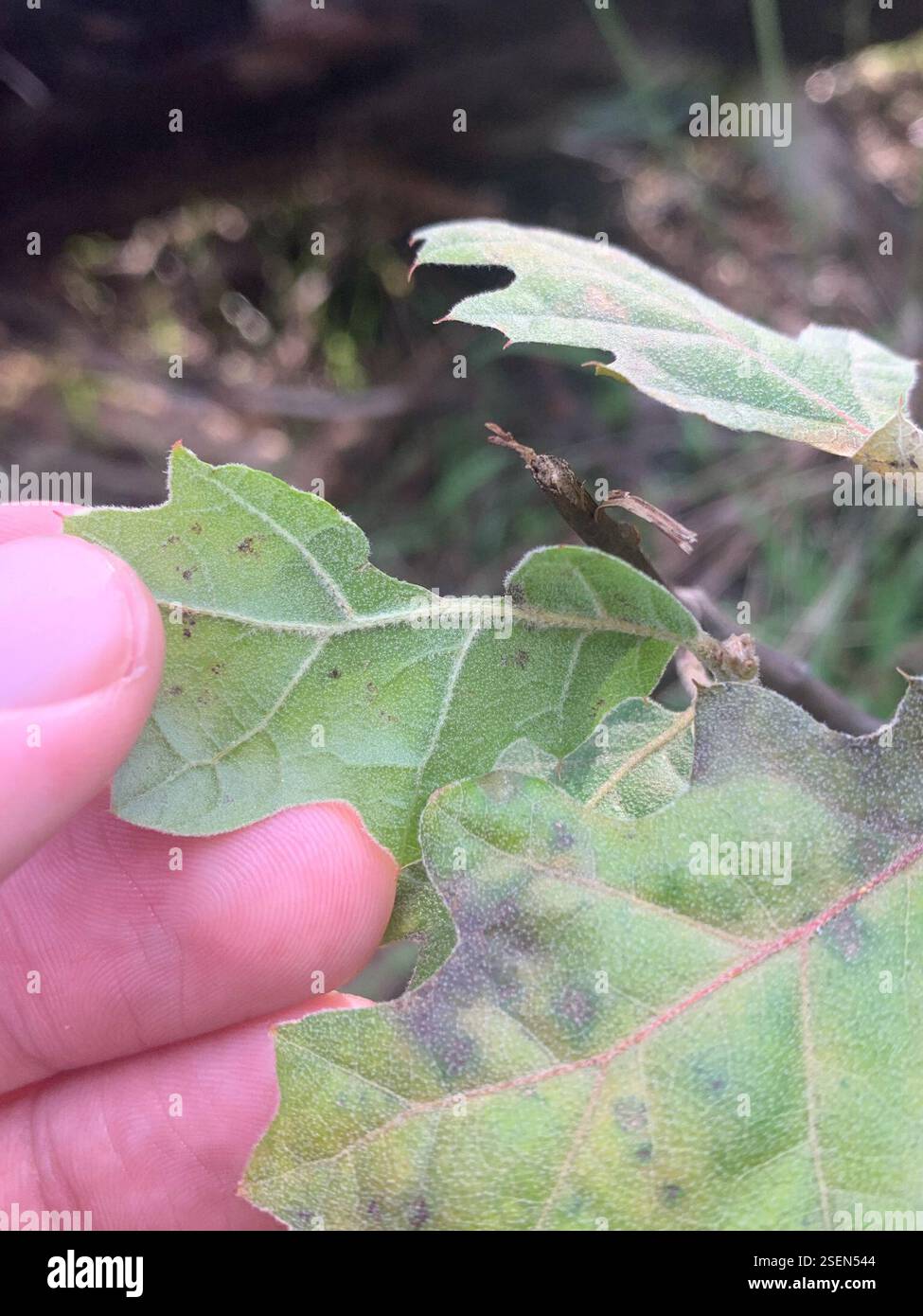 Oracle Oak (Quercus × morehus), Plantae, Hidden Falls Regional Park ...