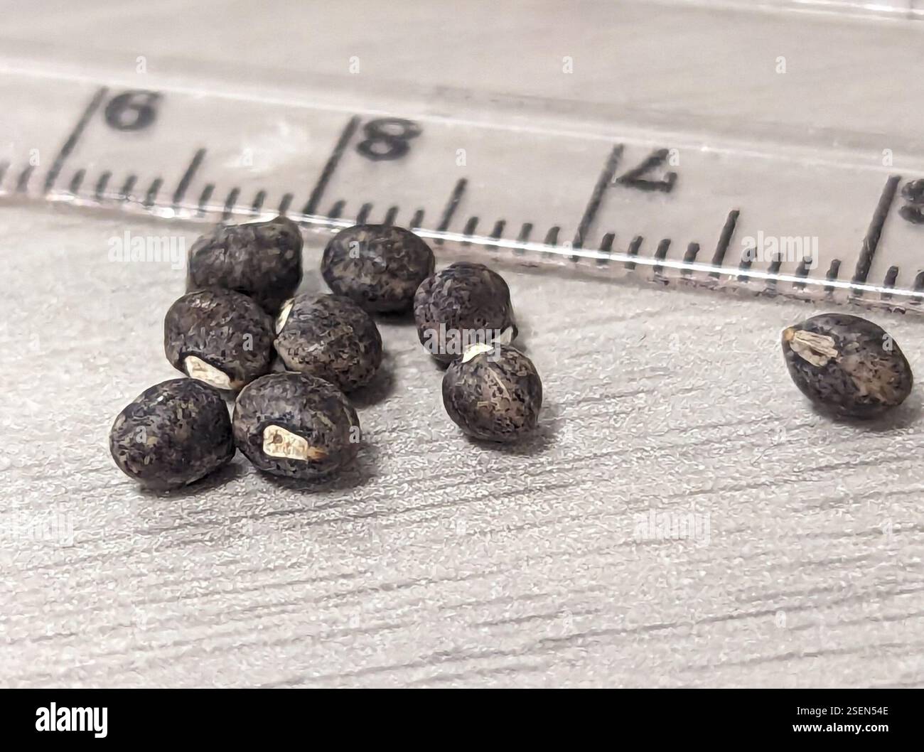 legumes (Fabaceae), Plantae, St. Petersburg Innovation District, St ...