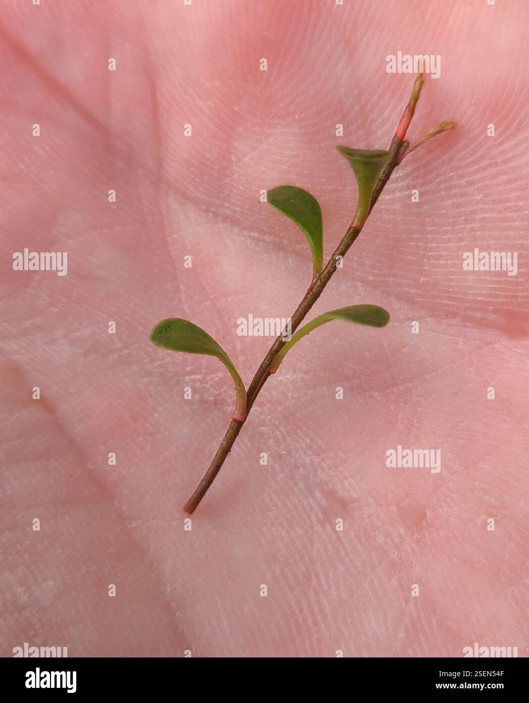 Sea Primrose (Samolus repens), Plantae, Aramoana, New Zealand Stock ...