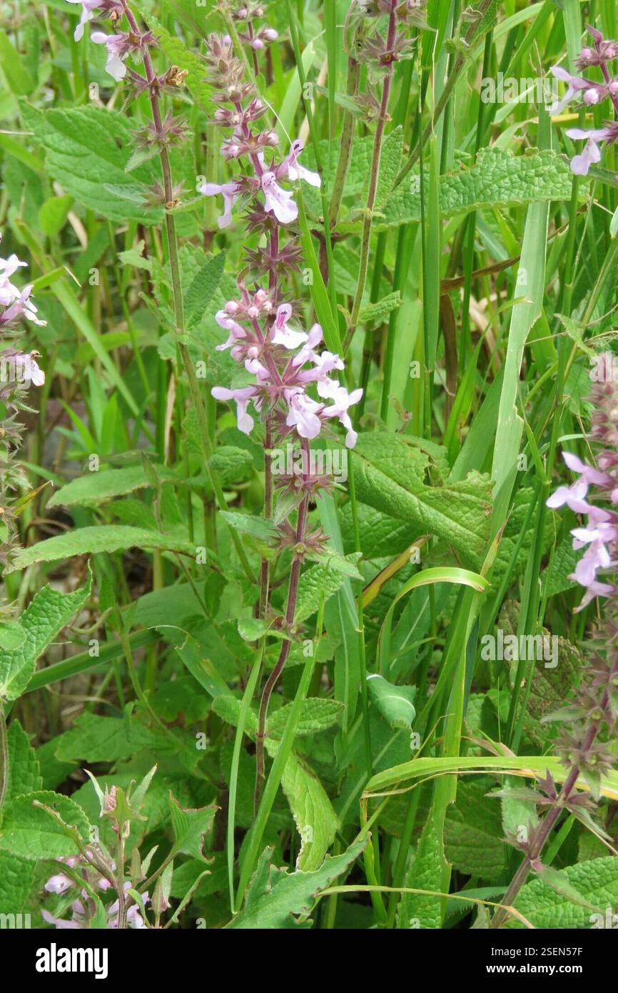 prairie woundwort (Stachys pilosa), Plantae, Craik No. 222, SK, Canada ...