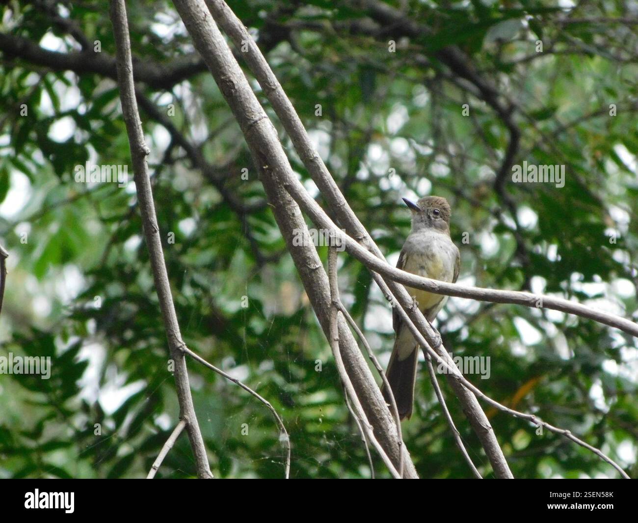 Short-crested Flycatcher (Myiarchus ferox), Aves, Bella Union, 55100 ...