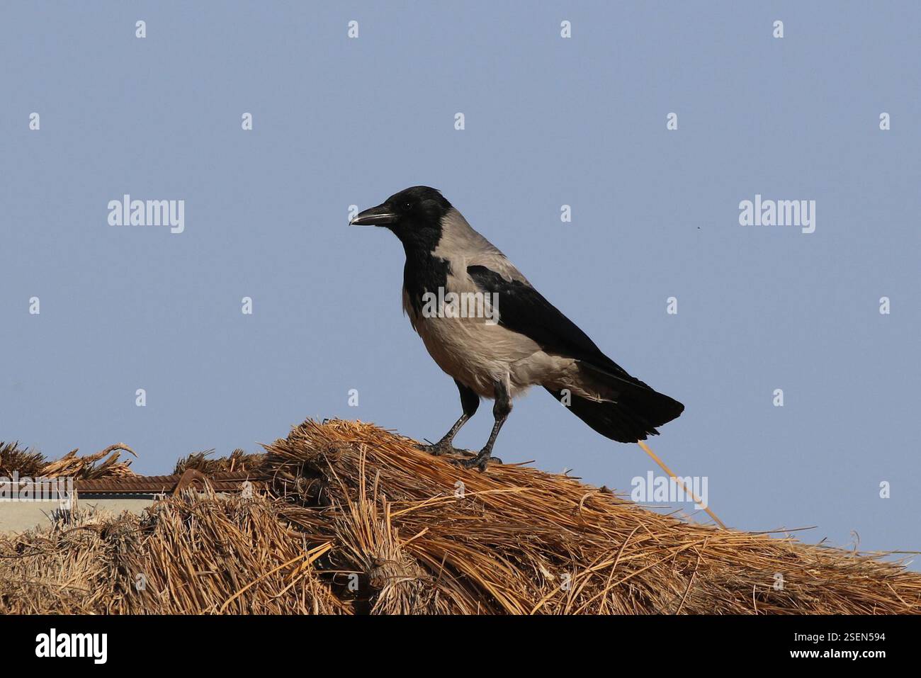 Hooded Crow (Corvus cornix), Aves, Safaga, Red Sea Governorate, Egypt ...
