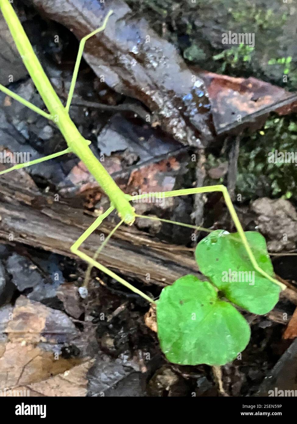 (Clonistria), Insecta, Saint Peter, MS Stock Photo - Alamy