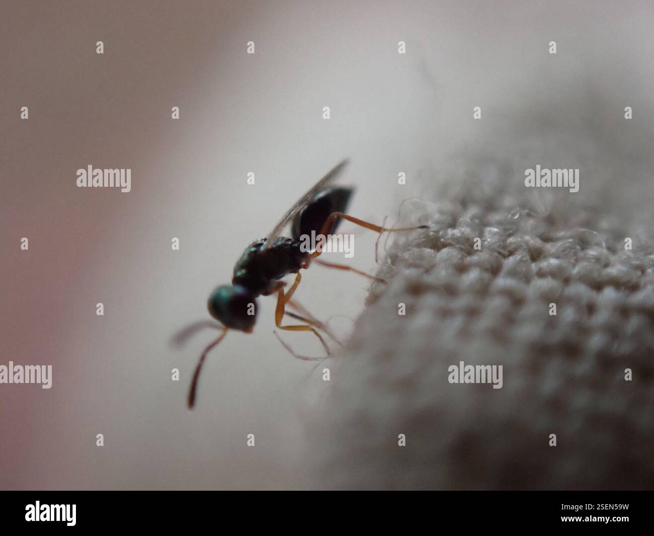 (Pteromalini), Insecta, Colwood, BC, Canada Stock Photo - Alamy