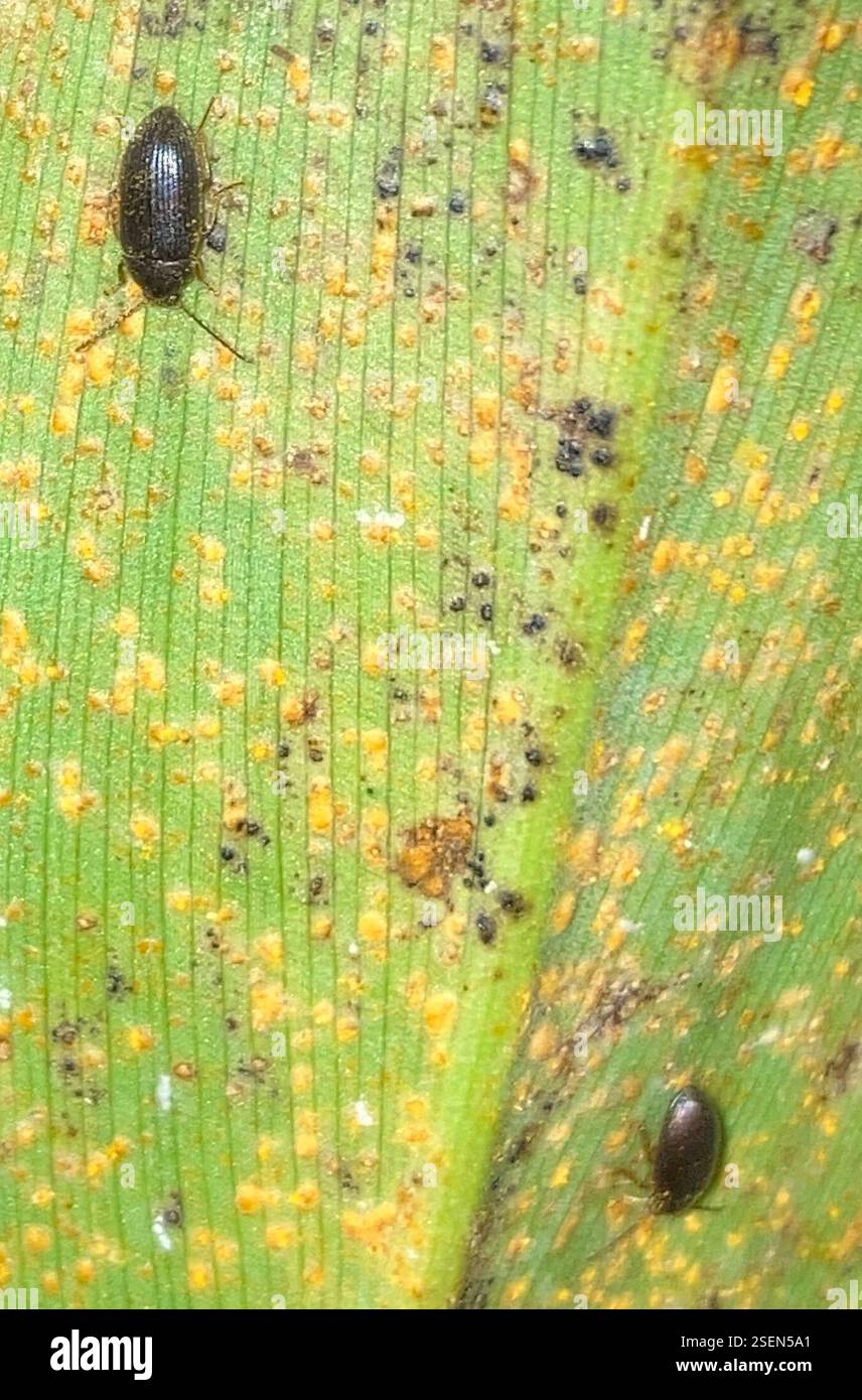 Beetles (Coleoptera), Insecta, Florida, US, they were ALL OVER the ...