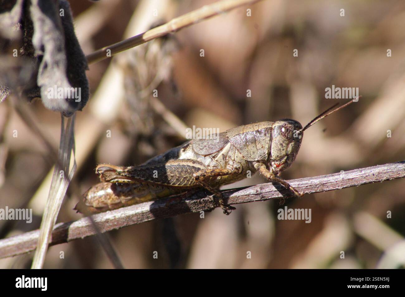 Spur-throated Grasshoppers (Melanoplinae), Insecta, Tecolotlán, Jal ...
