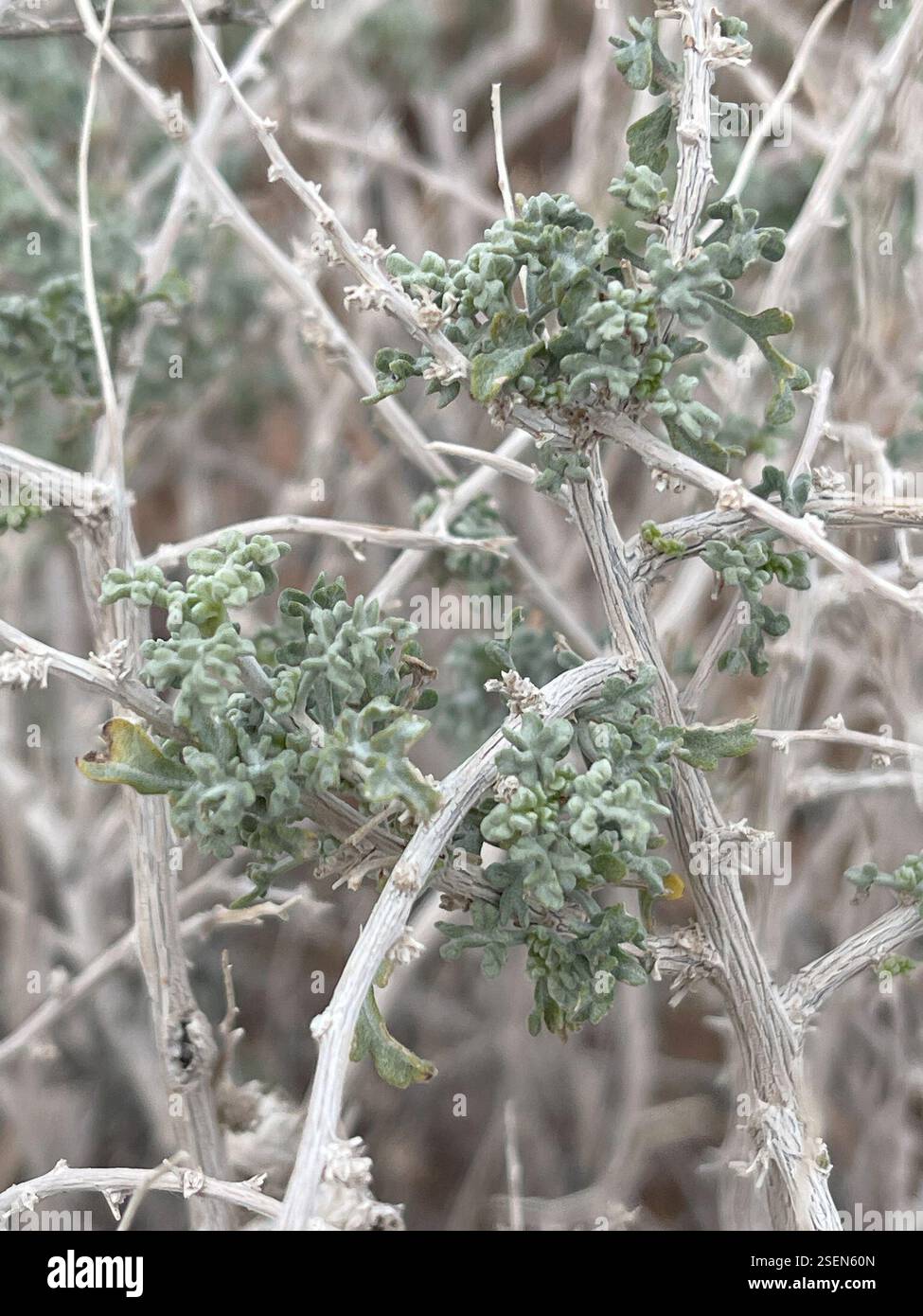 Burrobush (Ambrosia dumosa), Plantae, Logandale, NV, US Stock Photo - Alamy