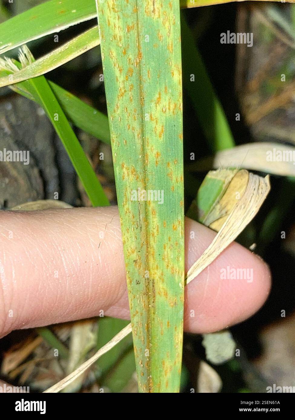 Orange-Yellow Rusts (Puccinia), Fungi, Florida, US, on st augustine ...