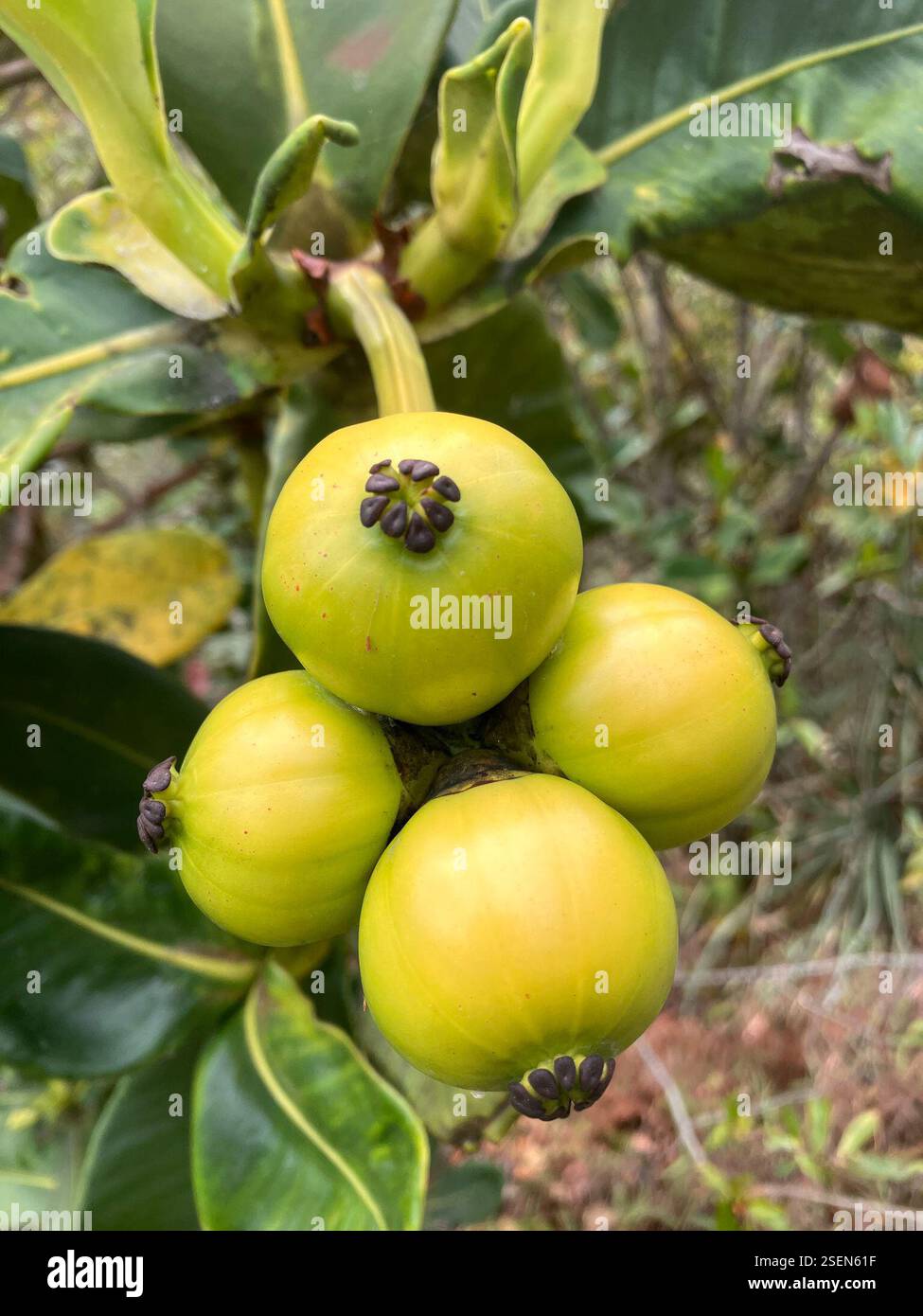 attorney trees (Clusia), Plantae, Pachavita, Pachavita, Departamento de ...