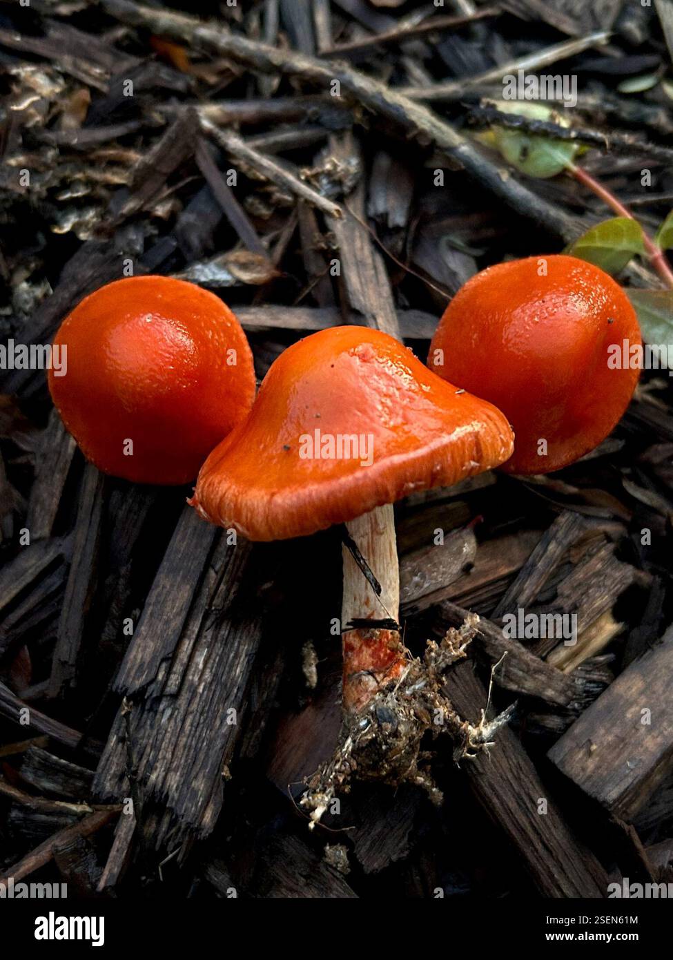 Chip Cherries (Leratiomyces ceres), Fungi, Irish Hills Plaza, San Luis ...