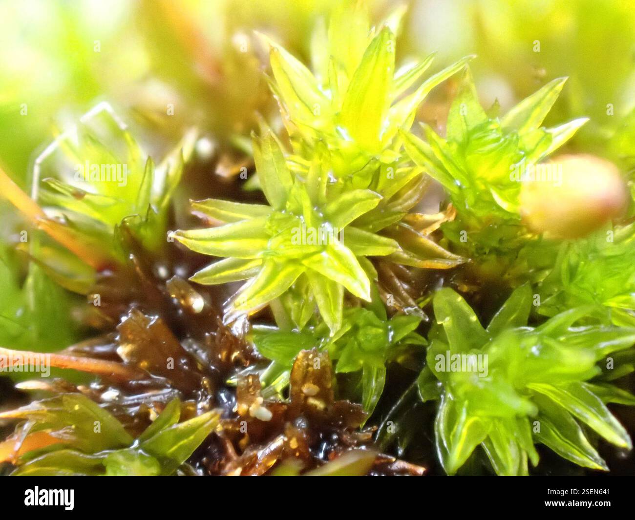 Anomalous Bristle-moss (Orthotrichum anomalum), Plantae, Graaf 561 ...