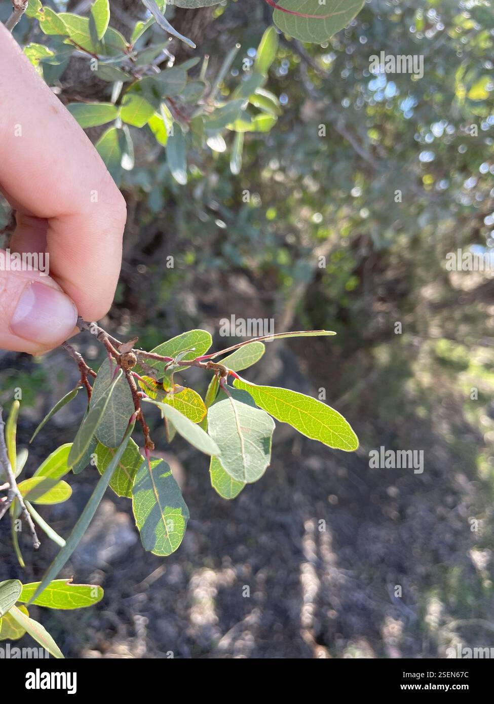 Mexican blue oak (Quercus oblongifolia), Plantae, Coronado National ...