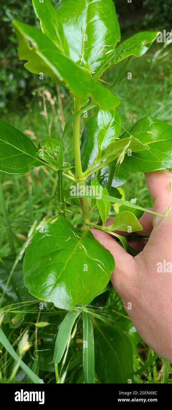 Taupata (Coprosma repens), Plantae, Auckland, NZ Stock Photo - Alamy