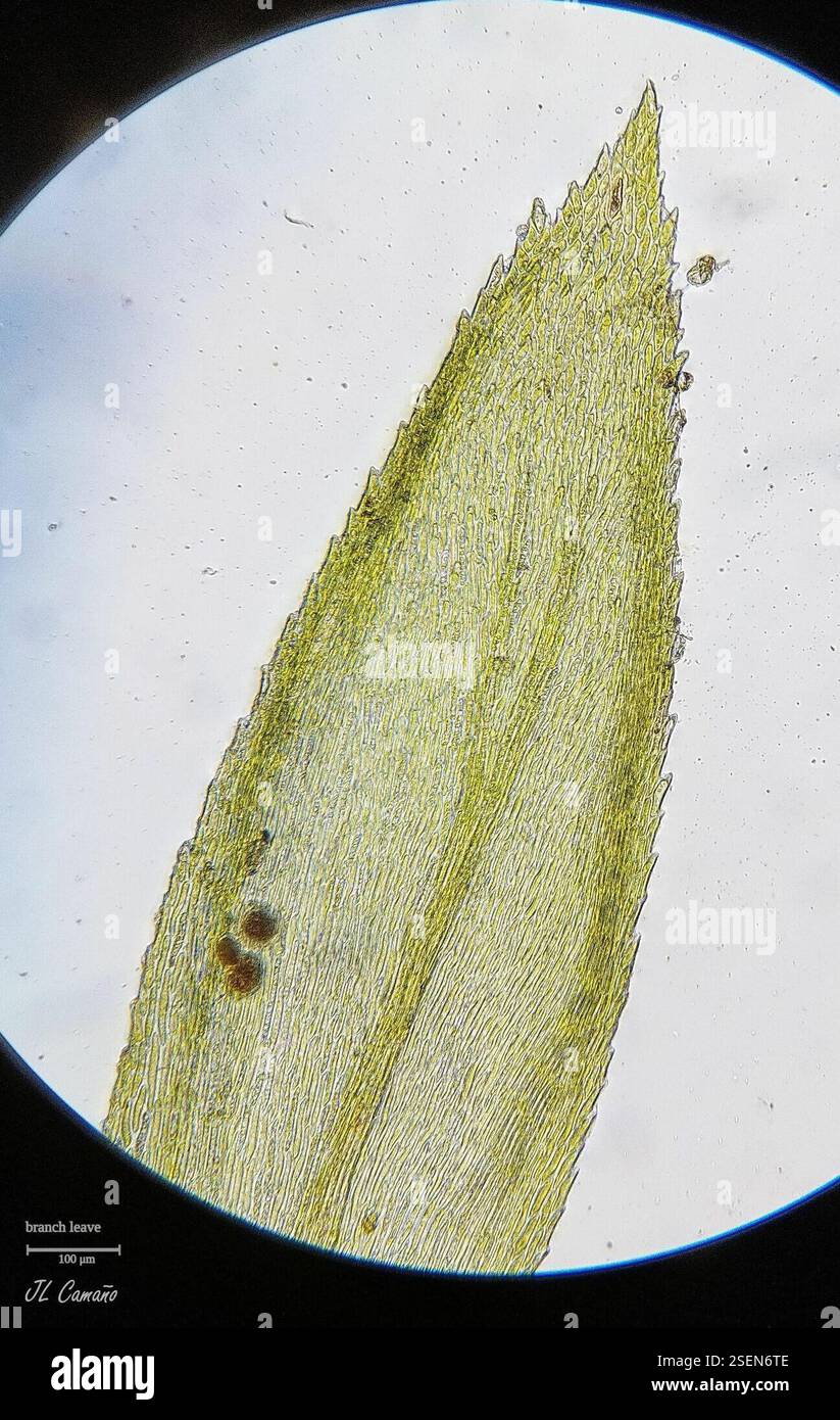 Fox-tail Feather-moss (Thamnobryum alopecurum), Plantae, Pontevedra ...