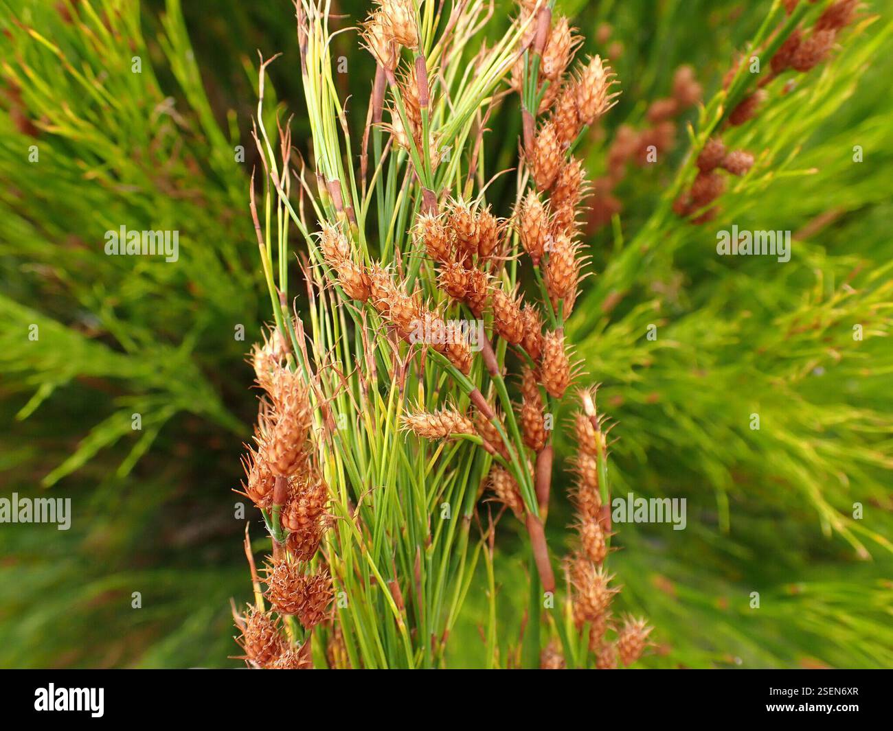 tassel cord-rush (Baloskion tetraphyllum), Plantae, Nelson Bay TAS 7330 ...