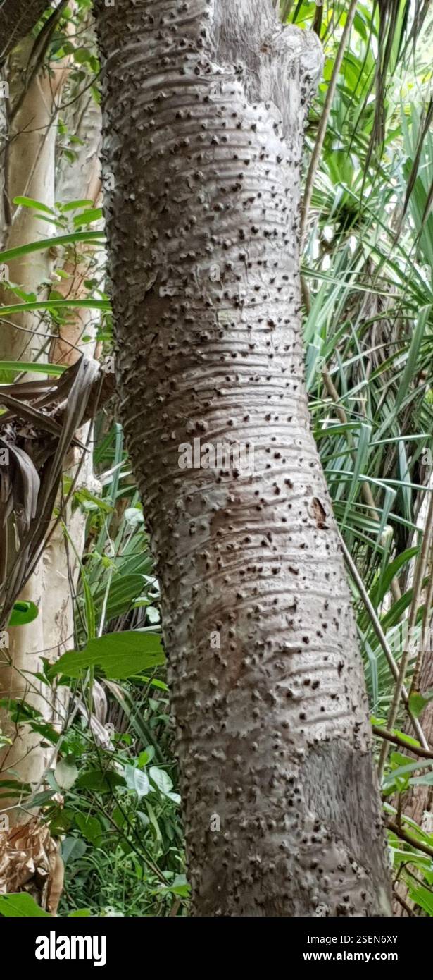 thatch screwpine (Pandanus tectorius), Plantae, Barmaryee QLD 4703 ...