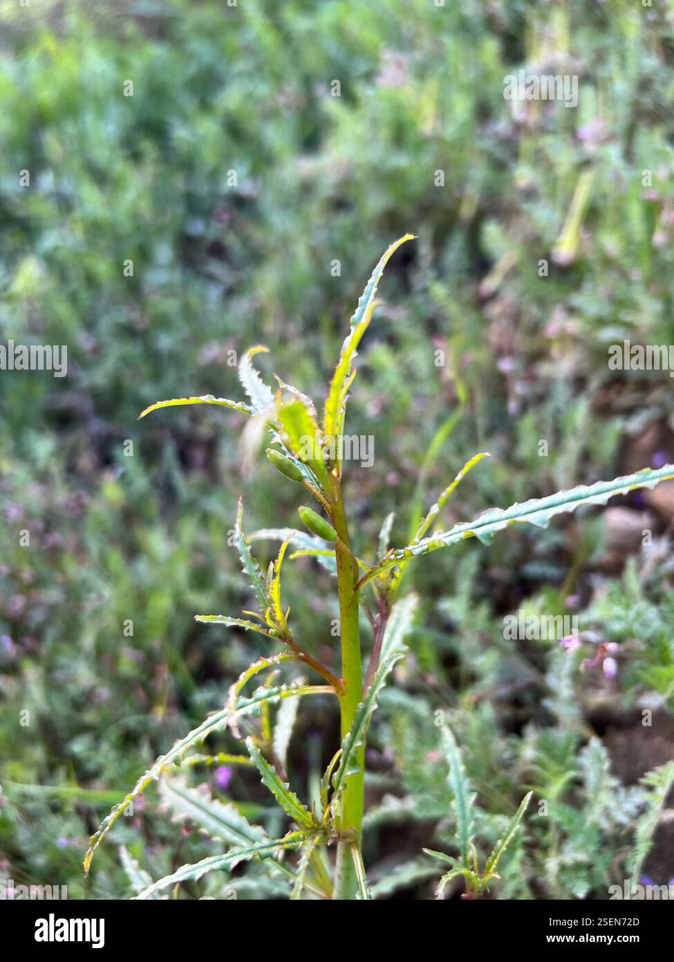 California primrose (Eulobus californicus), Plantae, Yorba Linda, CA ...