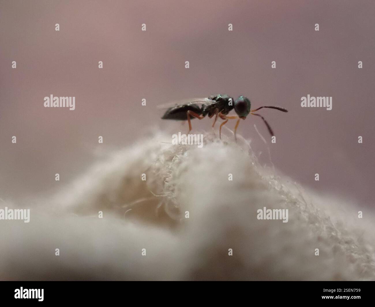 (Pteromalini), Insecta, Colwood, BC, Canada Stock Photo - Alamy
