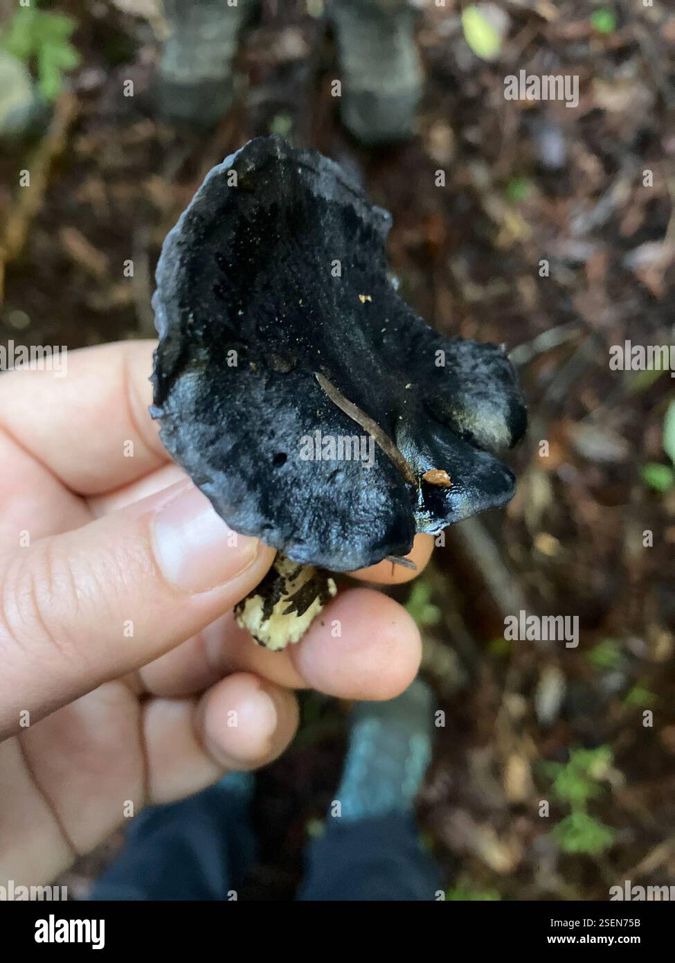 (Entolomataceae), Fungi, Memorial Park, San Mateo County, US-CA, US ...