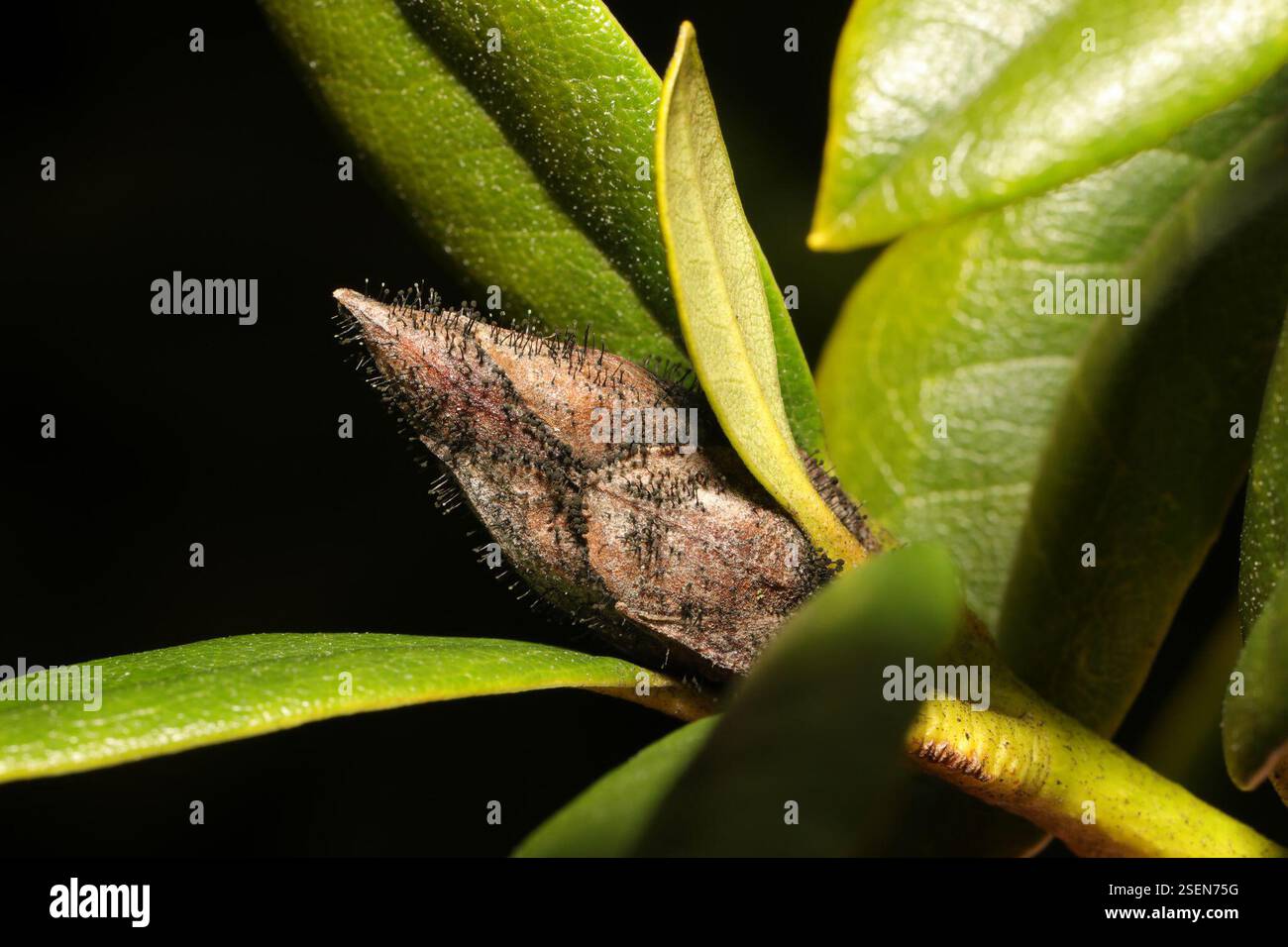Rhododendron Blight (Seifertia azaleae), Fungi, Sefton Park, Mossley ...