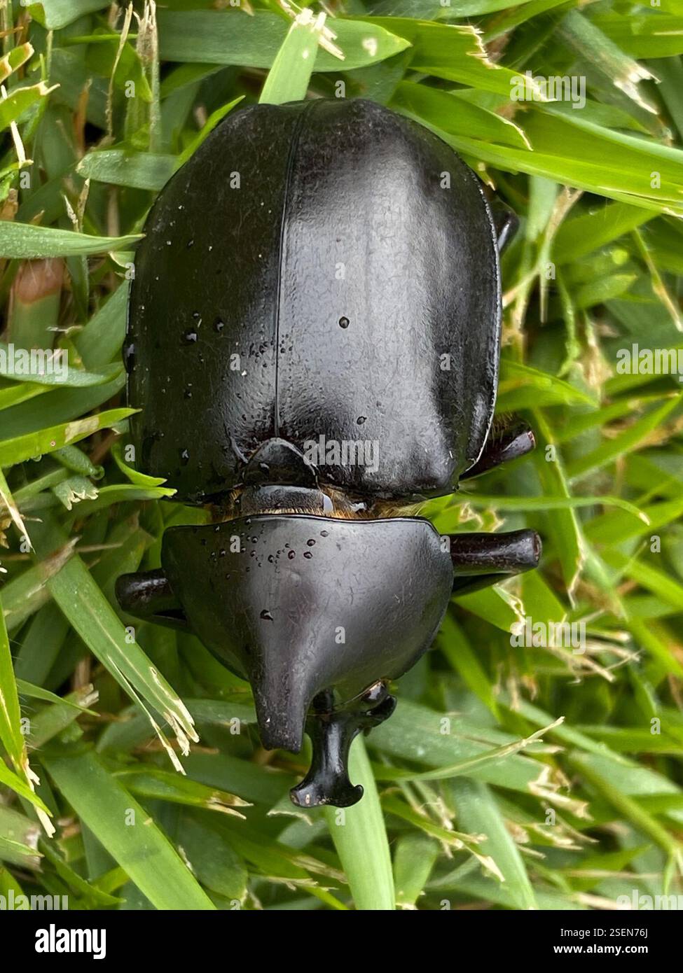 East Australian Rhinoceros Beetle (Xylotrupes australicus australicus ...