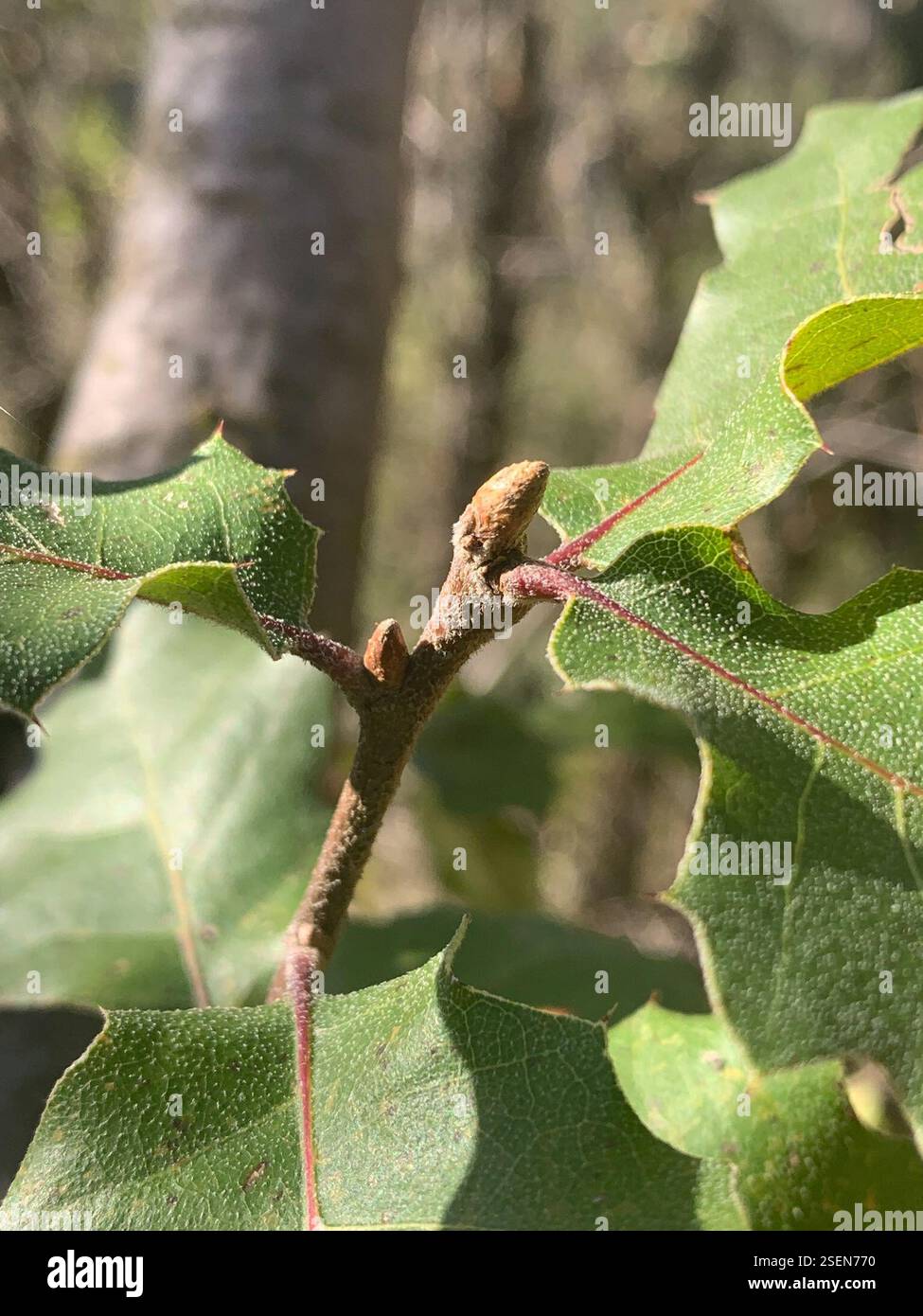 Oracle Oak (Quercus × morehus), Plantae, Hidden Falls Regional Park ...